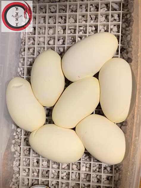 Ball Python Eggs From A 15 Year Young Female Ball Pythons Morphmarket Reptile Community