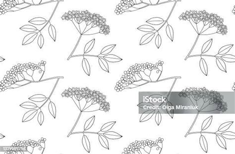 삼부커스 또는 엘더베리 벡터 라인은 가지 잎 및 베리 색상 손으로 그린 그림과 매끄러운 패턴 흰색 배경에 격리 말오줌나무에 대한 스톡 벡터 아트 및 기타 이미지 Istock