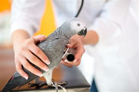 How To Tell The Sex Of Your Parrot 3 Expert Tips Vet Answer Hepper How To Tell The Sex Of Your Parrot 3 Expert Tips Vet Answer Hepper