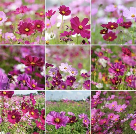 🌸เมล็ดดอกคอสมอส ดอกใหญ่ แบบรวมสี สวนโพธิ์ทอง เชียงใหม่