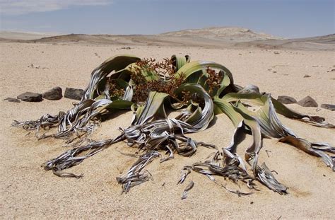 EstrÉs HÍdrico Y Adaptaciones En Las Plantas
