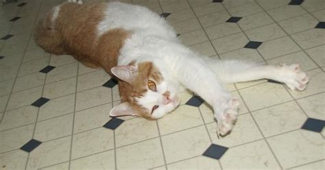 My Nora Kitty Aka Fuzzbutt Imgur