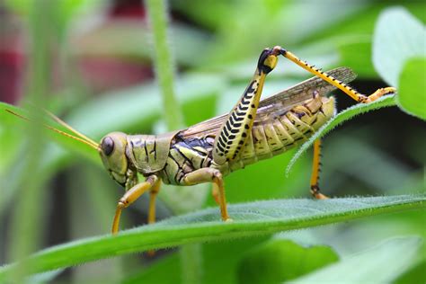 Story Grasshopper Locust And The Magic Of Leaping Forward Lindsay