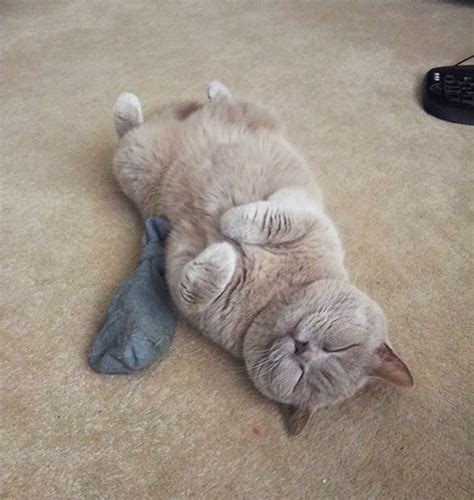20 Times Cats Found Catnip And Things Escalated Quickly DEFUSED