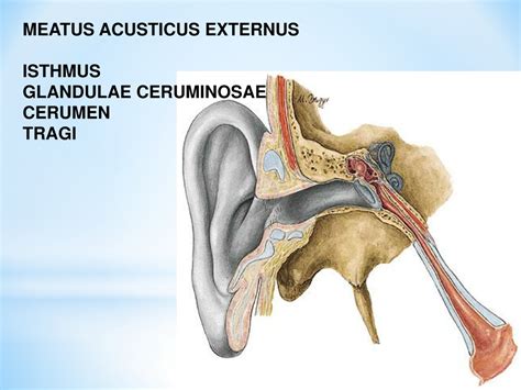 Relative Location Of Fundus Meatus Acustici Interni Via Porus Ihkxnf