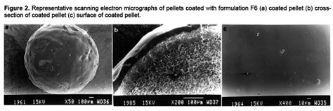 Figure 2 Representative Scanning Electron Micrographs Of Pellets Coated With Formulation F6 A