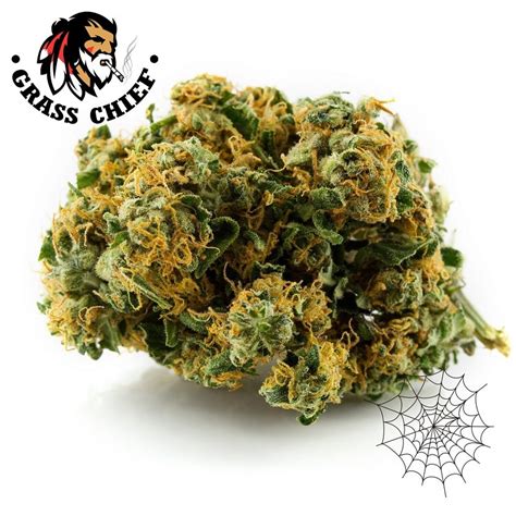 Buy Charlottes Web Cbd Aaaa Online In Canada At Grass Chief