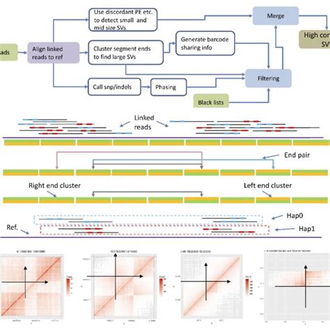 Smrt Sequencing Image Adapted From Pacibo Website Smrt