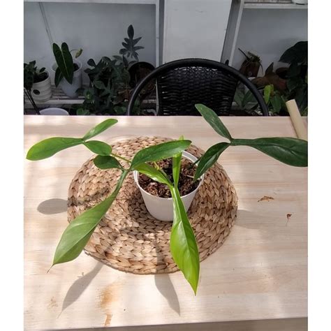 Jual Phillo Code Shopee Indonesia