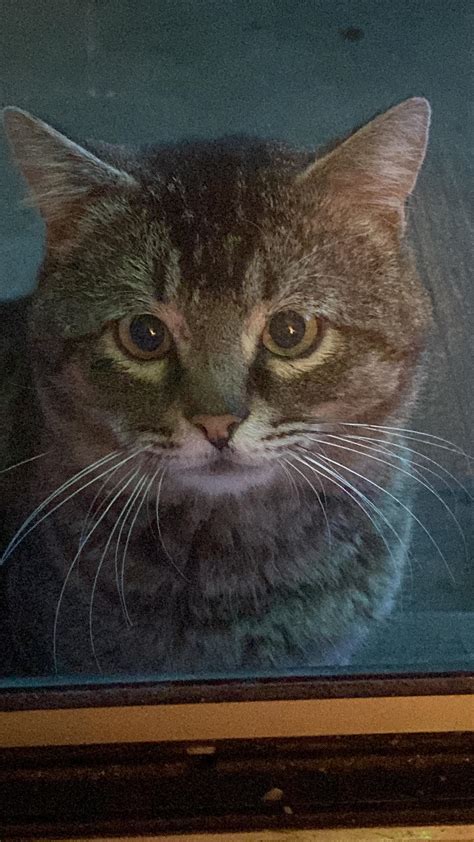 Oreo Looks Inside R Catpics