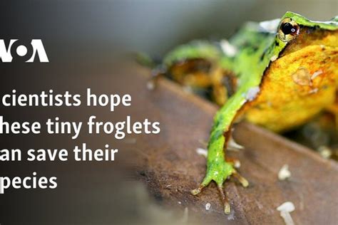 Scientists Hope These Tiny Froglets Can Save Their Species 2lt News