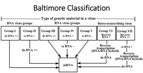 Virus Classification Flashcards Quizlet