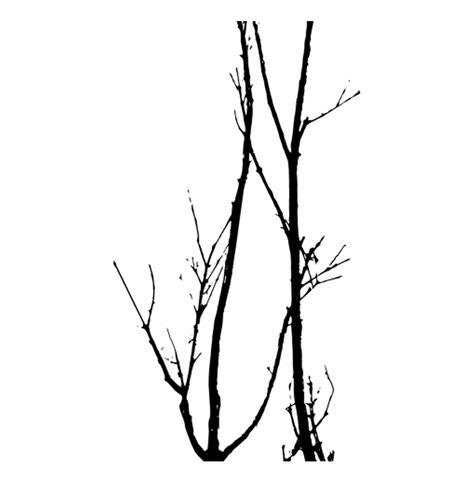 Twig Vector At Vectorified Collection Of Twig Vector Free For Personal Use