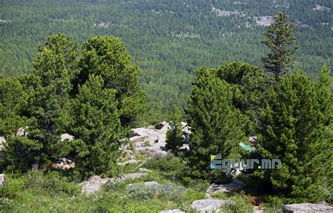 Завханд сураггүй алга болсон эмэгтэйг уулнаас эсэн мэнд олжээ Eguur Mn