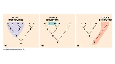 Basic Taxonomy Concepts And Principles Pptx