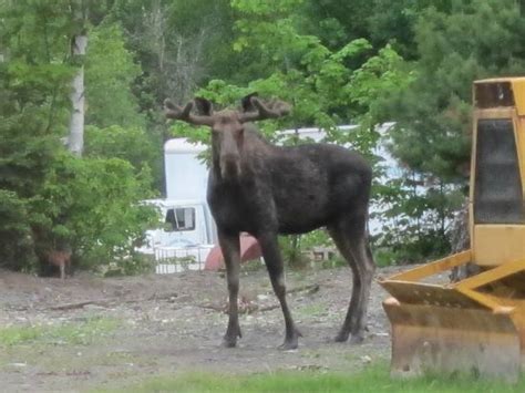Mainely Photos Moose And Photo Tours Millinocket What To Know Before