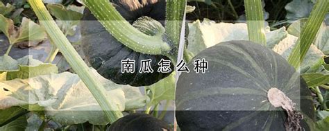 露地怎样种南瓜结瓜多 发财农业网