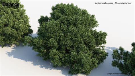 Juniperus Phoenicea Phoenician Juniper 3d Model Cgtrader