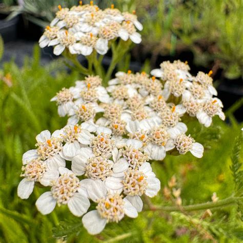 Achillea Millefolium Common Yarrow Charsaw Farms