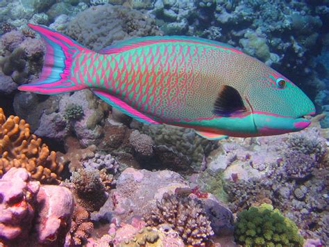 Earth Law For Coral Reefs — Earth Law Center