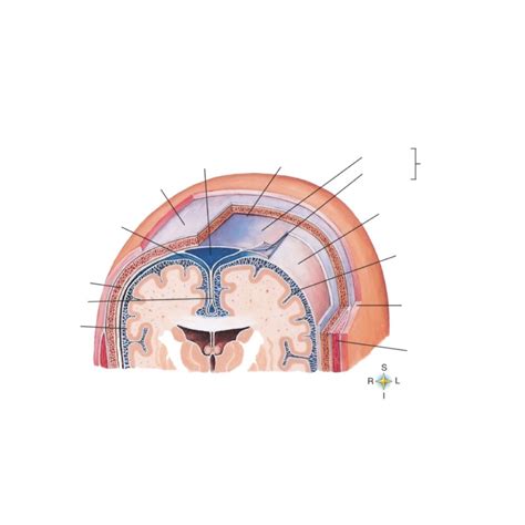 Scalp Layers Diagram Quizlet