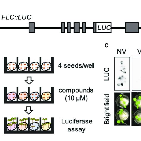 Luciferase Based High Throughput Screening System For Monitoring The Download Scientific