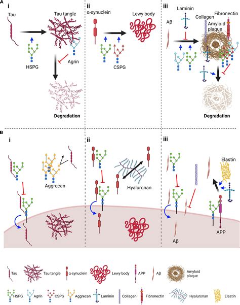 Extracellular Matrix