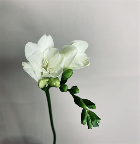 Фрезия картинки 42 фото