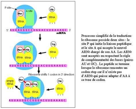 Les Bases De La Biologie Moléculaire Principe De La Traduction