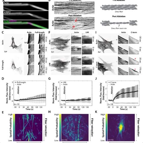 The C Terminal Domain Ctd Of Xin Actin Binding Repeat Containing 2