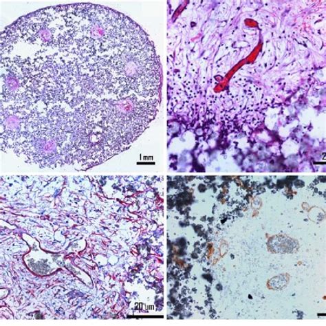 Bone Regeneration Construct For Vascularization Investigations A