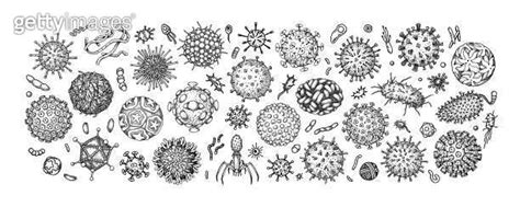 Engraved Viruses And Bacteria Isolated On White Background Different