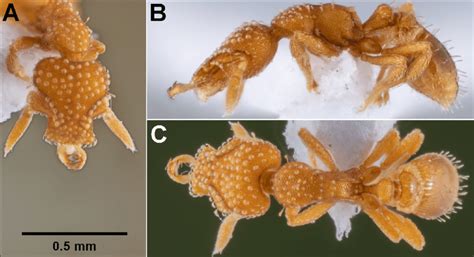 Strumigenys Emmae Emery 1890 Worker A Head In Full Face View