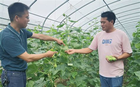 湖北郧西：种好“菜园子”拎稳“菜篮子”蔬菜抢种指导