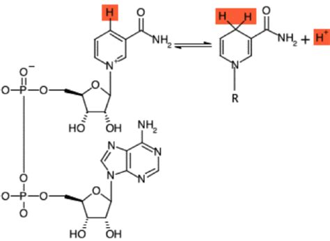 Biochem Test 3 Flashcards Quizlet