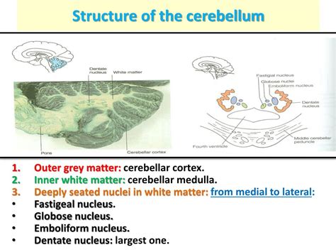 PPT Cerebellum 1 PowerPoint Presentation Free Download ID 3066230