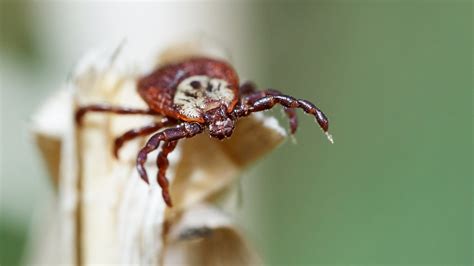 Myths About Autumns Most Common Bugs Facts Revealed