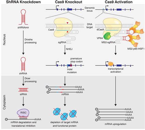 Hands On Crispr Screen Analysis Crispr Screen Analysis Genome