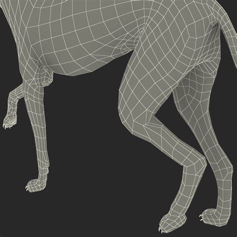 3d Model Australian Greyhound Pose 2