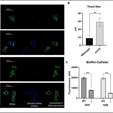 Clsi Document M27 S4 And Eucast Version 6 1 Antifungal Breakpoints Download Table