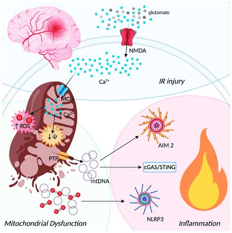 Ischemic Reperfusion Injury From A Mitochondrial Perspective Oxygen