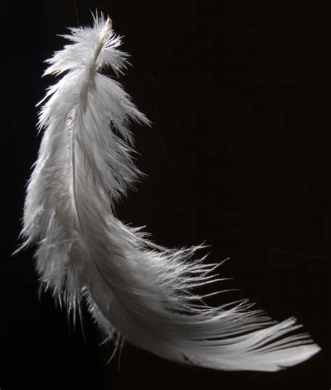 News Fossil Feather Colouration Illuminating Fossils