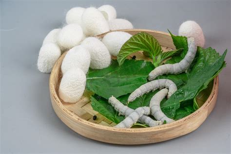 卡通桑叶摄影图片 卡通桑叶摄影作品 千库网