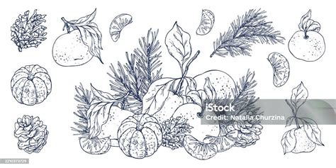 오렌지 귤은 통째로 껍질을 벗기고 소나무 가지와 원뿔로 얇게 썬다 크리스마스 새해 그래픽 일러스트레이션 손으로 그린 검정 잉크 객체의 분리된 요소 집합 Eps 벡터입니다 0