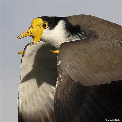 The Masked Lapwing And Its Wing Spurs Rnatureismetal