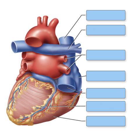 Label The Following External Anatomy Of The Posterior Heart Diagram