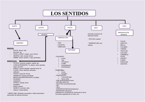 Mapa Conceptual De Los Sentidos Pdf Umami Cocinando