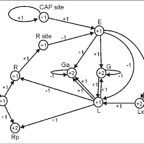 Boolean Network Representation Of The Ilm Download Scientific Diagram