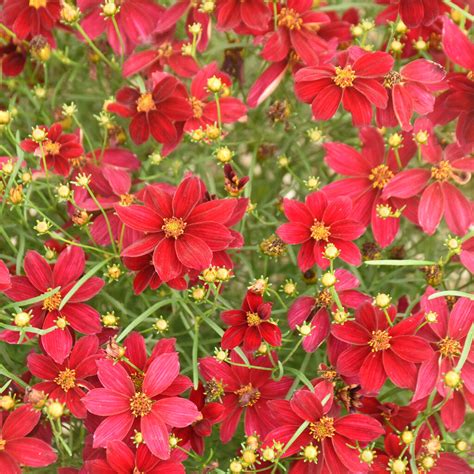 Designer Threads® Scarlet Ribbons Threadleaf Coreopsis Coreopsis