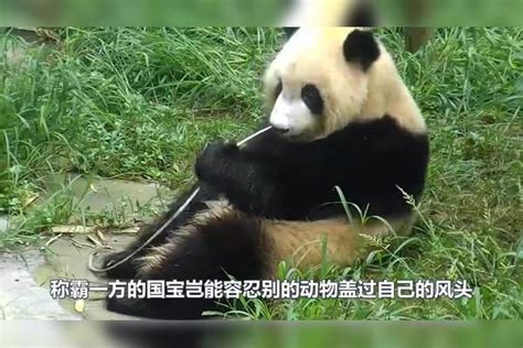 一只鸟偷啄熊猫的毛被捉住，熊猫的反应，太逗了！熊猫反应